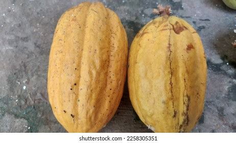 Cocoa Beans Before Being Processed Into Stock Photo 2258305351 Shutterstock