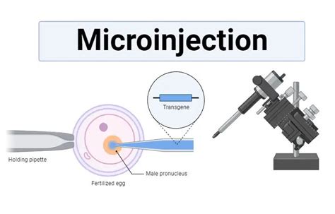 Microinjection Definition Types Principle Steps And Applications