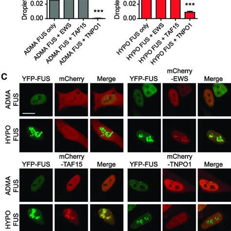 Pdf Fus Phase Separation Is Modulated By A Molecular Chaperone And Methylation Of Arginine