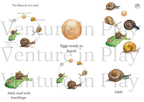 Pest Snail Life Cycle At Doris Boss Blog
