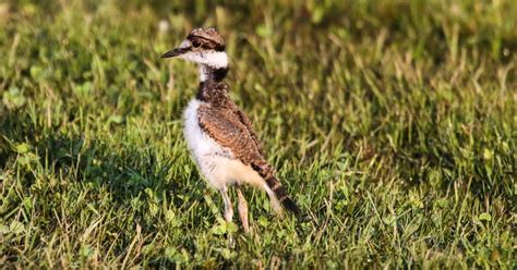 Gales Photo And Birding Blog Juvenile Killdeer