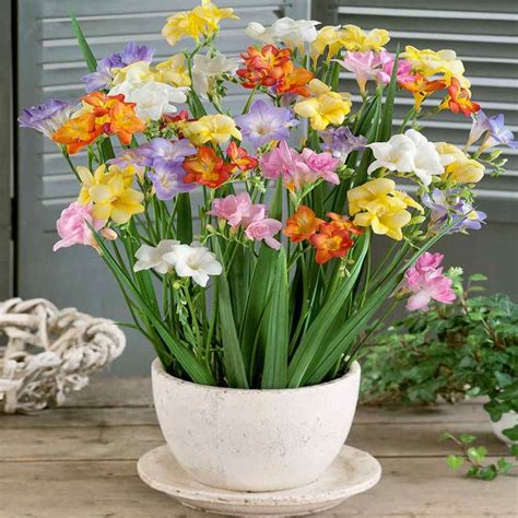 Freesia Seeds Freesia Royal Mix Flower Seed Flower Seeds Flowers