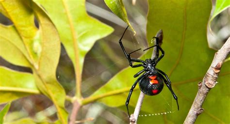Black Widow Spider Kills Its Partner After Sex Spider Sex Sex