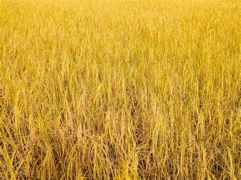 무료 이미지 들 자연 녹색 쌀 식물 농업 수확고 식품 황금의 농원 노랑 아일랜드 사람 시즌 농장 익은 배경 시리얼 아시아 사람 가을