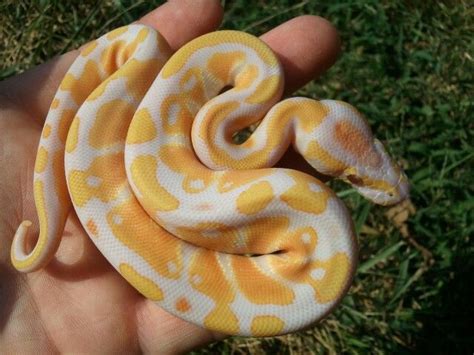 Lavender Albino Reticulated Python