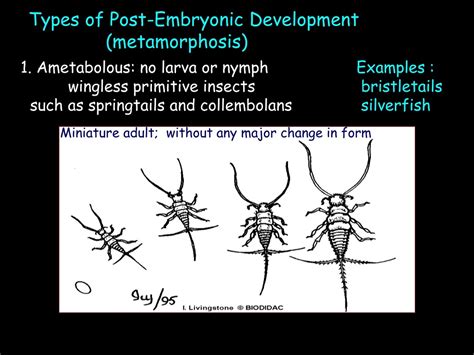 Ppt Myriapods And Insects Ch 14 Subphylum Mandibulata Continued From Crustacea Powerpoint