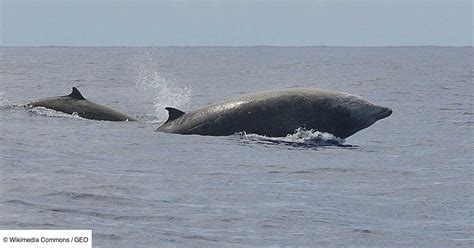 Corse Une Baleine à Bec De Cuvier Découverte Sur Une Plage Geofr