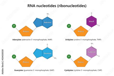 Rna And Nucleotides At Joan Ruhl Blog