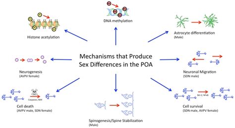 Mechanisms Governing Sexual Differentiation Of The Preoptic Area Download Scientific Diagram
