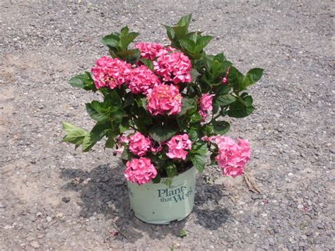 Landex Nursery