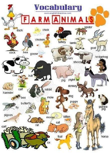 看圖學各類動物的英文詞彙為家裡的孩子學習 每日頭條