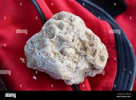 Fossilized Colonial Coral In White On A Red Background Rockhounding