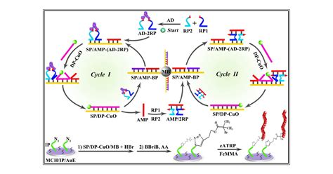 Programmable Dna Nanomachine Integrated With Electrochemically Controlled Atom Transfer Radical