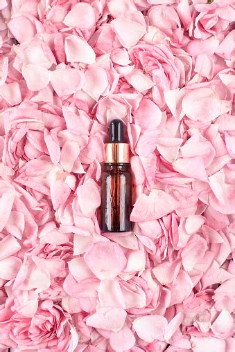 장미 꽃잎의 배경에 브랜드를위한 장소가있는 피펫이있는 유리 병 분홍색 배경에 화장품을 위한 모형 컨테이너 향수 미용 위생 제품에 대한 스톡 사진 및 기타 이미지 Istock