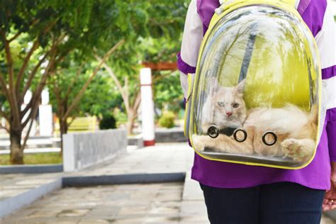 10 Fun Things To Do With Your Cat Ultimate Cat Bucket List The Vet Desk