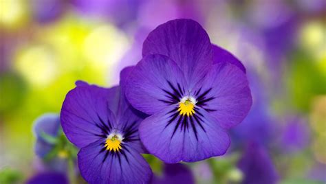 Guida Alla Coltivazione Delle Viole Consigli Pratici E Cura