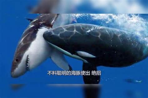 鲨鱼攻击海豚不料聪明的海豚使出绝招镜头拍下鲨鱼的惨状