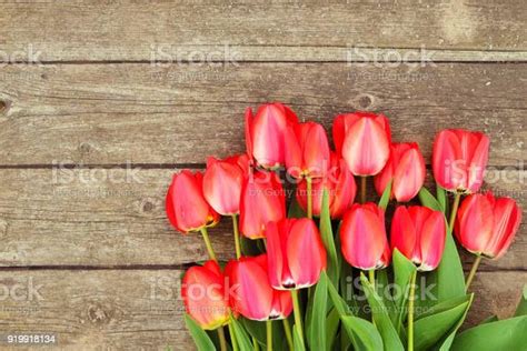 줄기에 밝은 풍부한 붉은 튤립 꽃의 행 Scopy 텍스트 공간 나무 배경입니다 봄 여름을 환영 합니다 어머니의 날 배경 국제 여성의 날 인사말 상위 뷰 평평 하다입니다 고풍