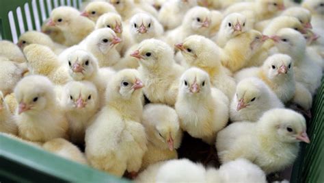 Coccidiosis In Broilers What Role Will New Vaccines Play Farmers Weekly