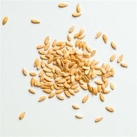 Melon Cantaloupe Microgreens Melon Seeds ︎ Mp Seeds