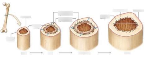 Bone Growth Appositional Growth Diagram Quizlet