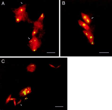 Meiotic Divisions In Normally Activated Fixed Ncd ²gfp Mutant Eggs