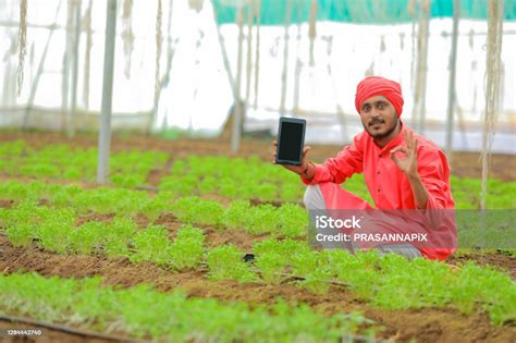 폴리 하우스 또는 온실에서 스마트 폰을 보여주는 젊은 인도 농부 20 24세에 대한 스톡 사진 및 기타 이미지 20 24세 Fashion Show 공란 Istock