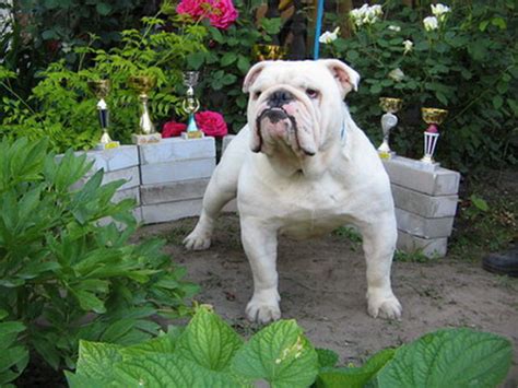 Hurby Crack License Key Free