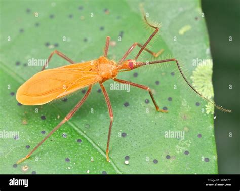 Assassin Bug Reduviidae Danum Valley Conservation Area Sabah