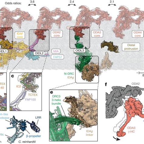 Atomic Model Of The 96 Nm Repeat Of A Human Axoneme A Longitudinal Download Scientific Diagram
