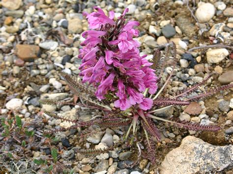 Alaskan Wildflower Wooly Lousewort John Hagstrom Flickr