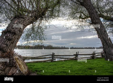 Two Big Trees On The Side Of A River Stock Photo Alamy