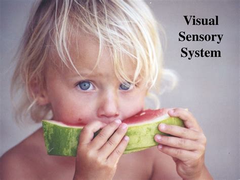 Ppt Exploring The Visual Sensory System Light Wavelengths And Human Eye Structure Powerpoint