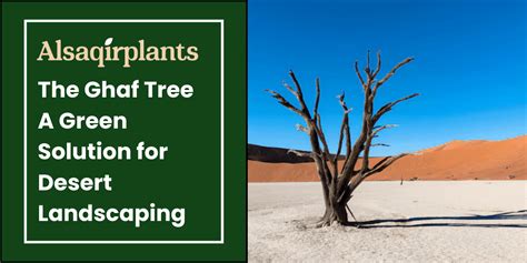 The Ghaf Tree A Green Solution For Desert Landscaping Al Saqir Plants