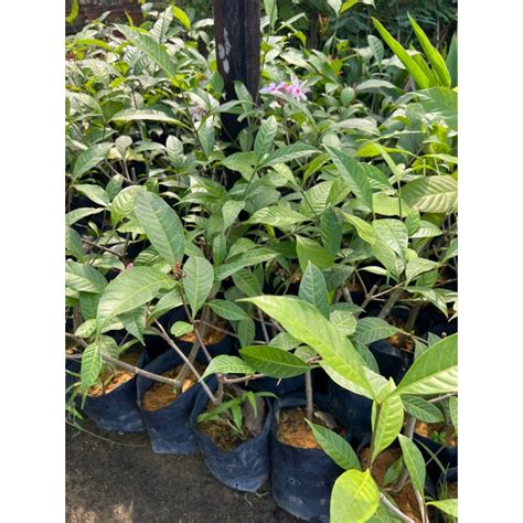 Buy Kopsia Fruticosa Pink Kopsia Guan Lee Heng Landscaping Pte Ltd