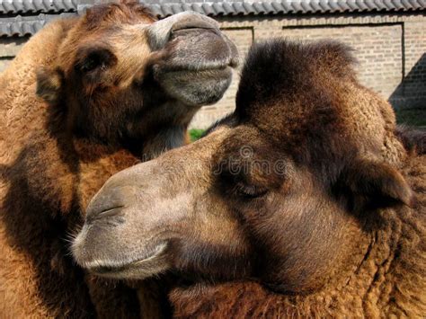 Bactrian Camel Camelus Bactrianus Stock Image Image Of Large