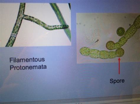 Phylum Byrophyta Flashcards Quizlet