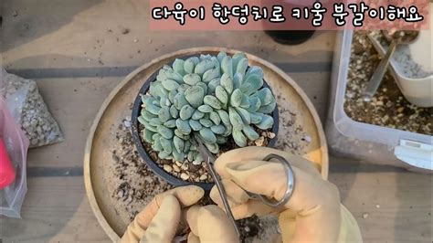 뿌리 없는 다육이 분갈이 하기 And 한덩치 하는 다육이로 키울 분갈이 해요 Youtube