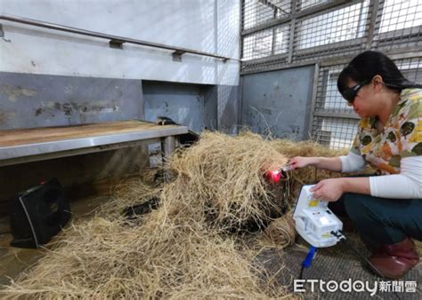 「34歲黑熊爺爺」忍痛安樂死 保育員圍繞陪牠走完最後一段路 Ettoday寵物雲 Ettoday新聞雲