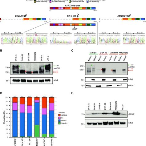 Characterization Of Neuroblastoma Cell Lines With Atrx Multi Exon Download Scientific Diagram