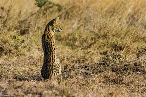 Serval Africa Geographic