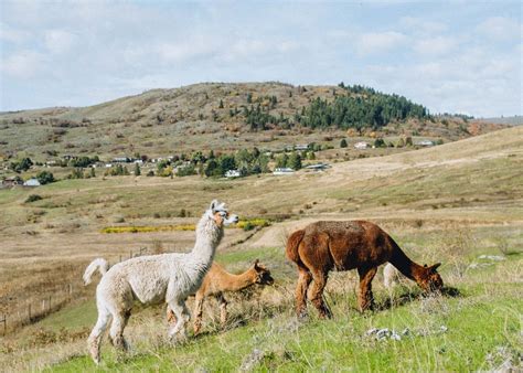Route 97 Roadtrip — Thompson Okanagan