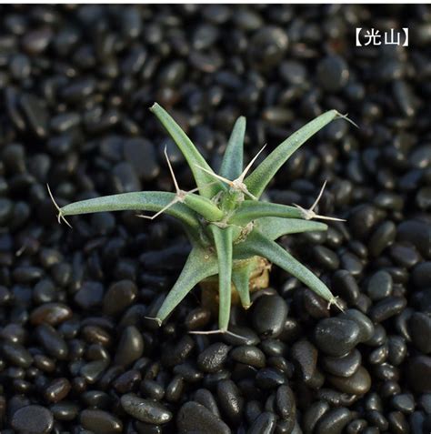 黑星星植物 星星草图片大全植物 第8页 大山谷图库