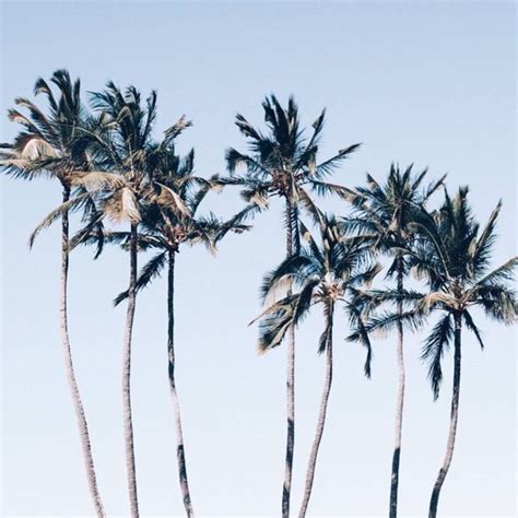 Tropical Vibes Palm Trees