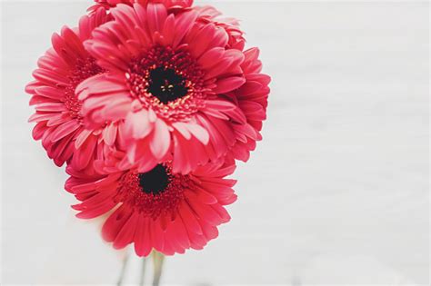 절연 텍스트 위한 공간을 흰색 바탕에 분홍색 거 베라 꽃다발 밝은 꽃 인사말 카드 이랑입니다 청첩장 해피 어머니의 날 또는 발렌타인 하루 개념 거베라데이지에 대한 스톡 사진