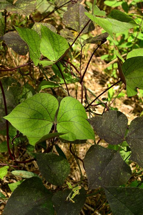 Lablab Lablab Purpureus Tropical Self Sufficiency