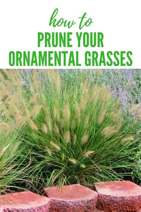 Ornamental Grass Pruning Tip