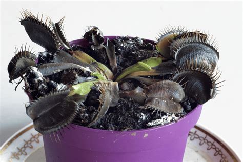 Beware The Darkening Beauty Why Is My Venus Fly Trap Turning Black