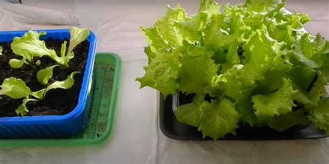 Господині розповіли як виростити салатне листя в горщику Читайте на Ukr Net