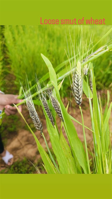 Pavan Kumar On Linkedin Itmuniversity